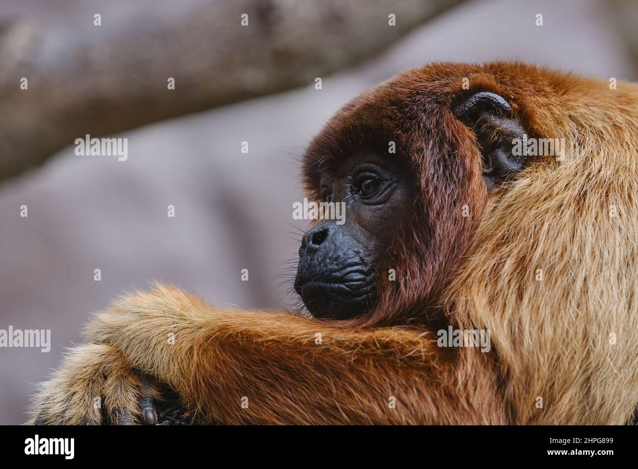 Red Howler Monkey (Alouatta seniculus) perched on a branch Stock Photo ...