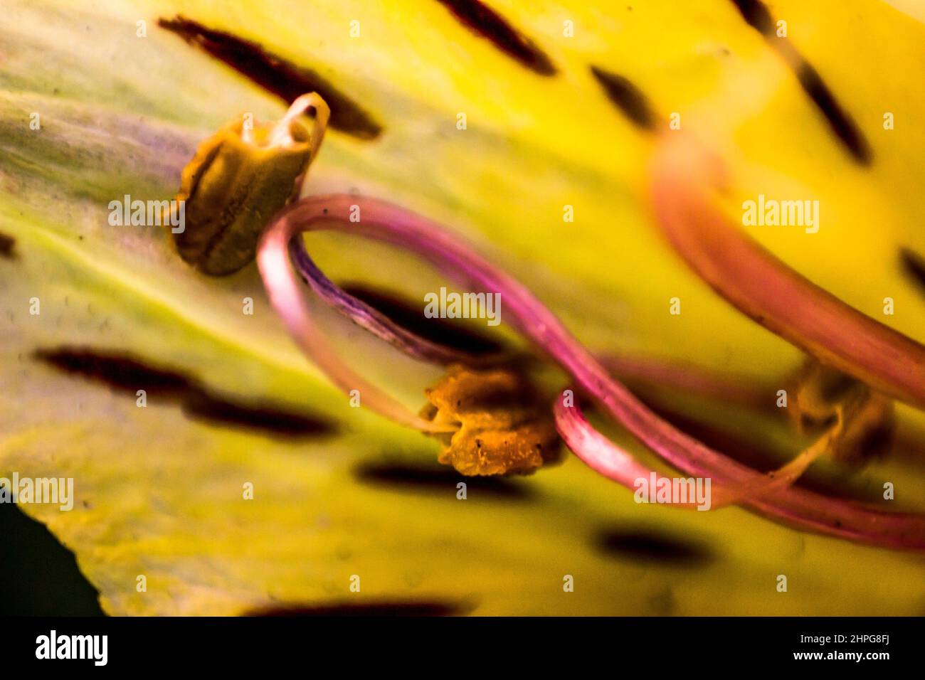 Close-up of the Tepals of an Inca Lily Stock Photo - Alamy