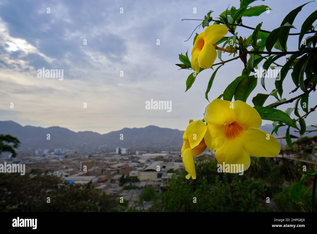 Yellow trumpet-like flower (Allamanda sp.) located on a small forest on ...