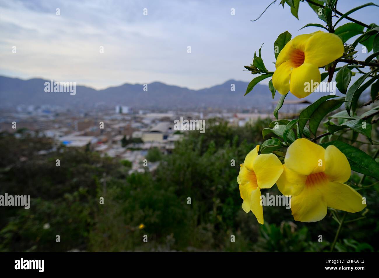Allamanda allamanda sp hi-res stock photography and images - Alamy