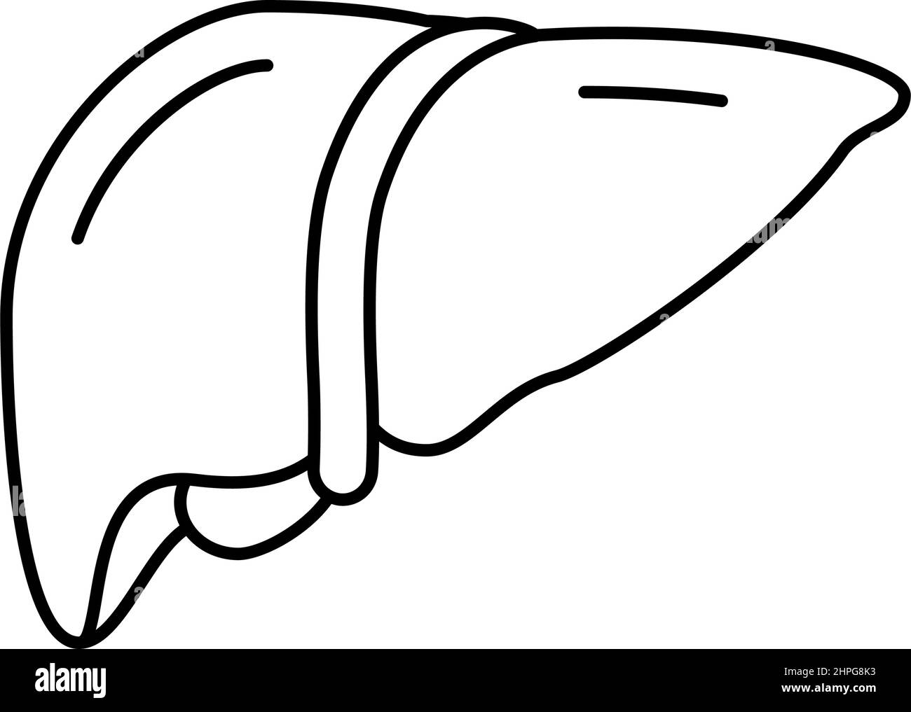 liver human organ line icon vector illustration Stock Vector Image ...