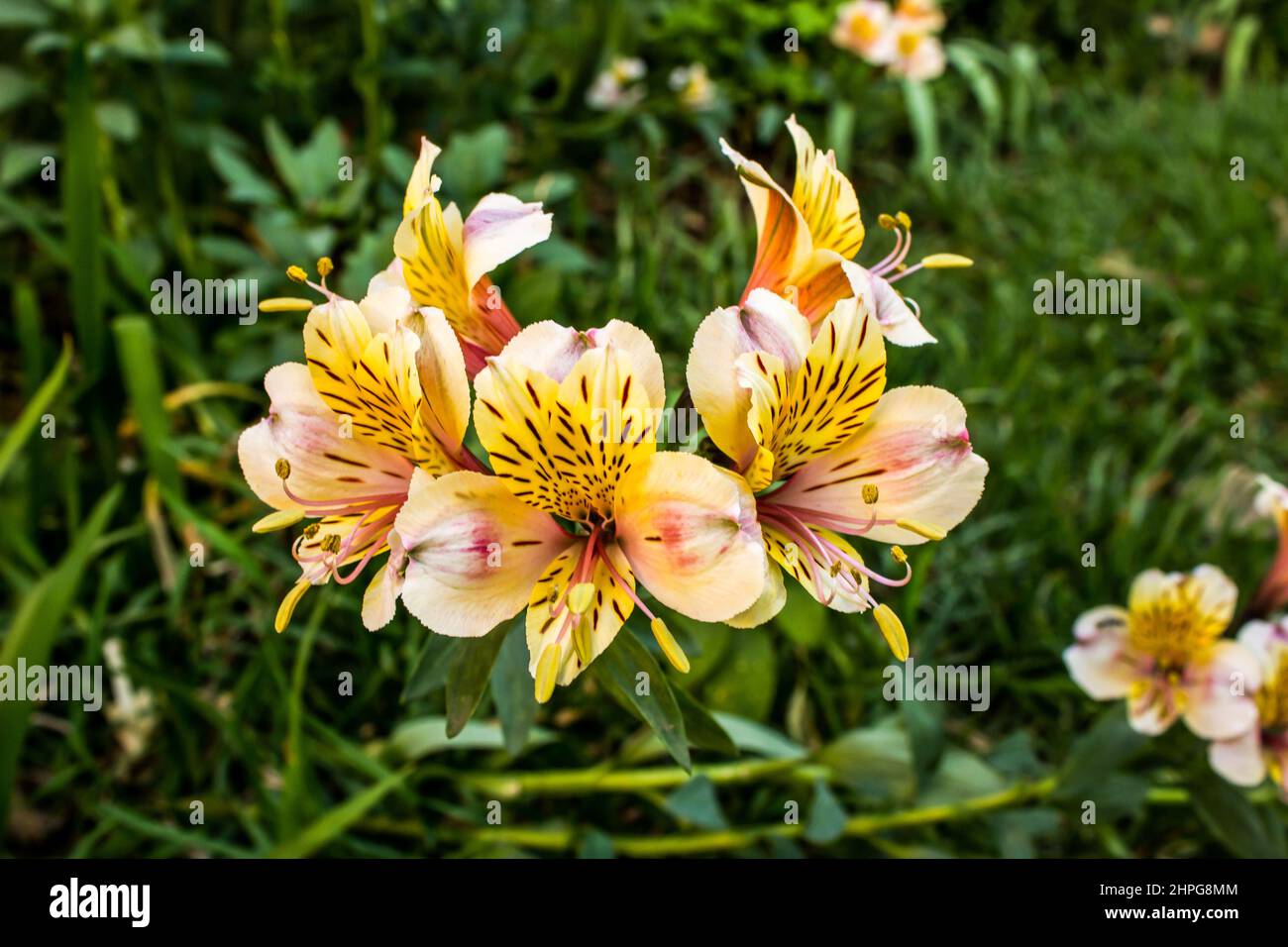 Inca lily hi-res stock photography and images - Alamy