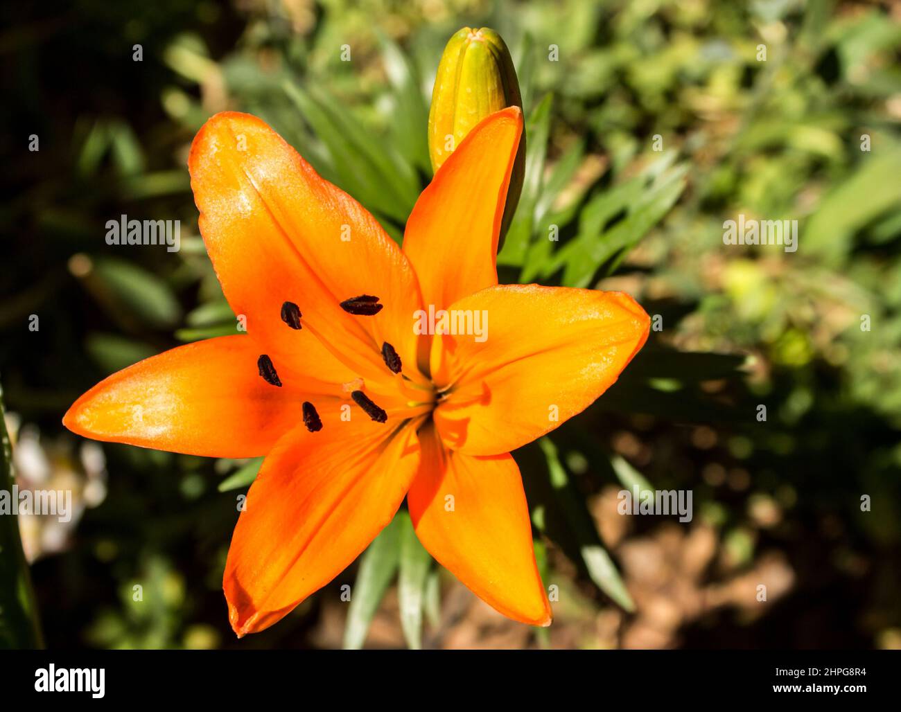 An orange Asiatic lily flower Stock Photo - Alamy