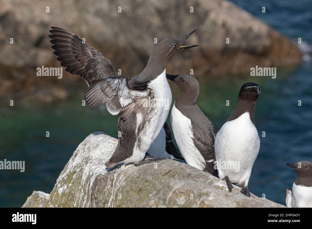 Guillemot flapping wings hi-res stock photography and images - Alamy