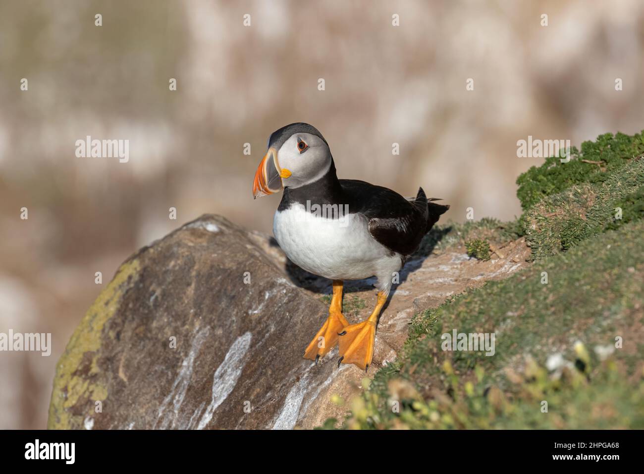Offshore survival hi-res stock photography and images - Alamy