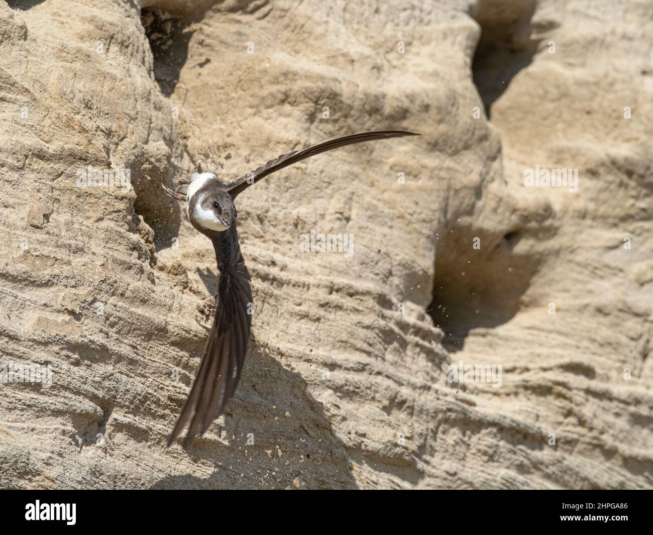 Sand Martin, Riparia riparia, adult bird in flight leaving the nesting ...