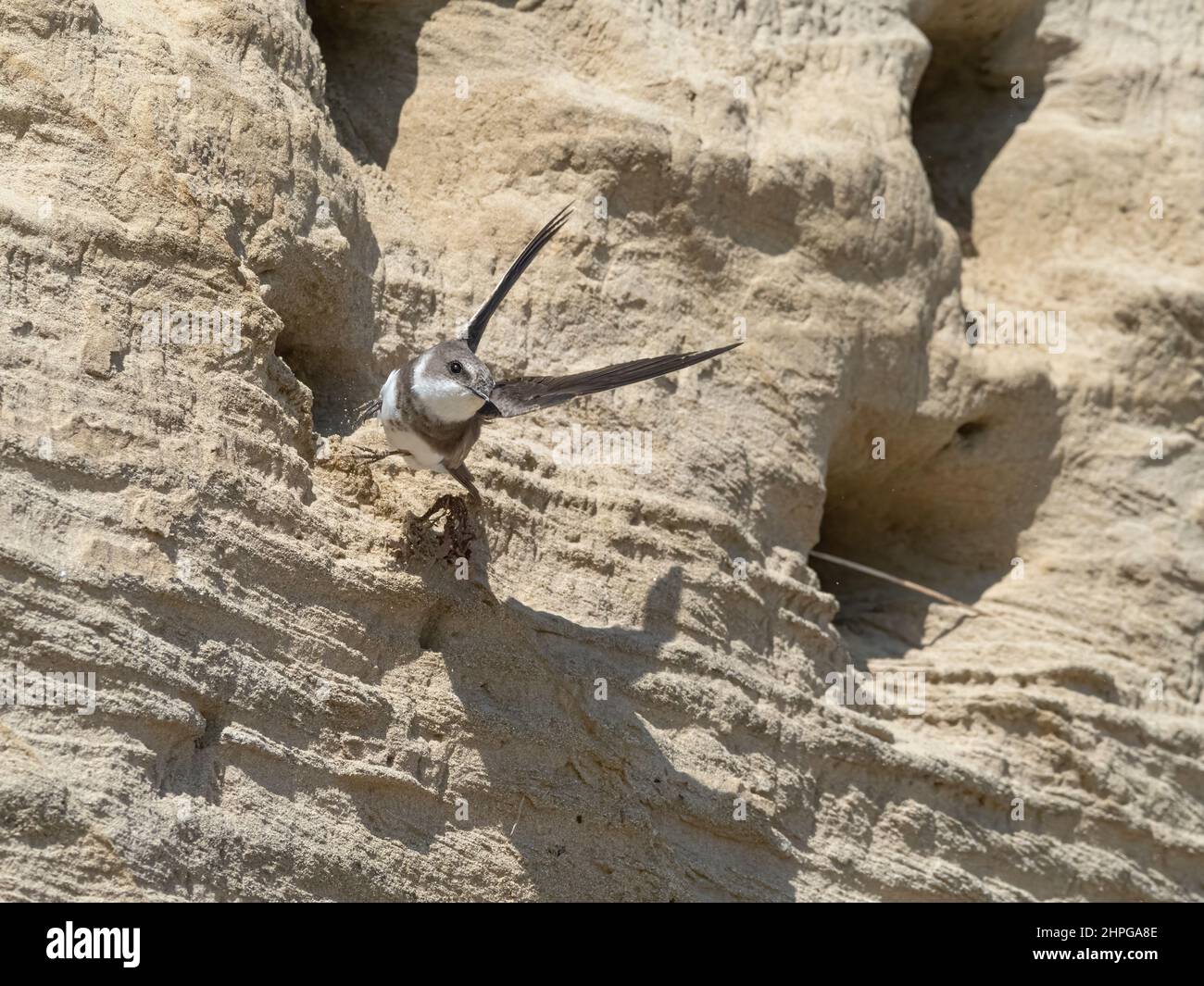 Sand martin uk nest hi-res stock photography and images - Alamy