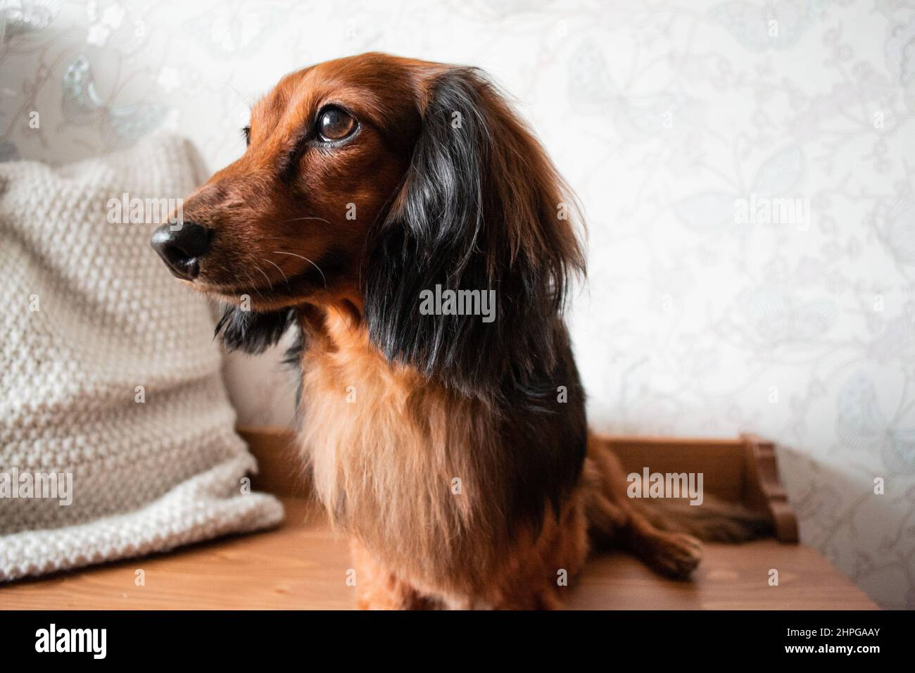Profile portrait of long-haired dachshund red and black color, brown ...
