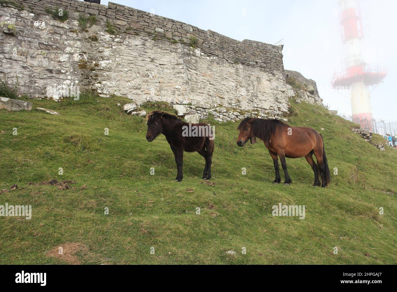 Wild horses (Pottok) at the summit of La Rhune, 905m, La Sare, Pays ...