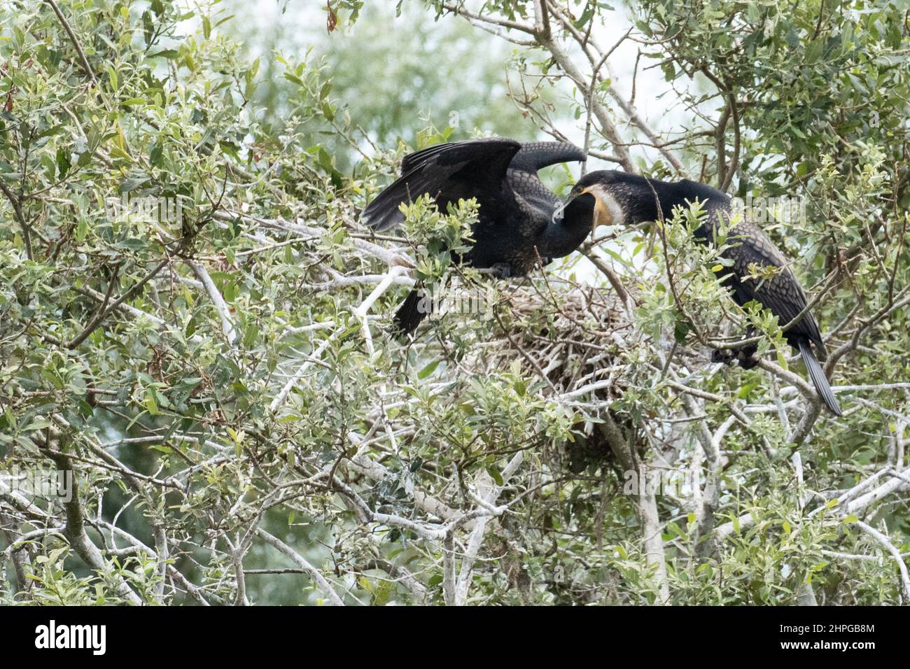Baby cormorant hi-res stock photography and images - Alamy