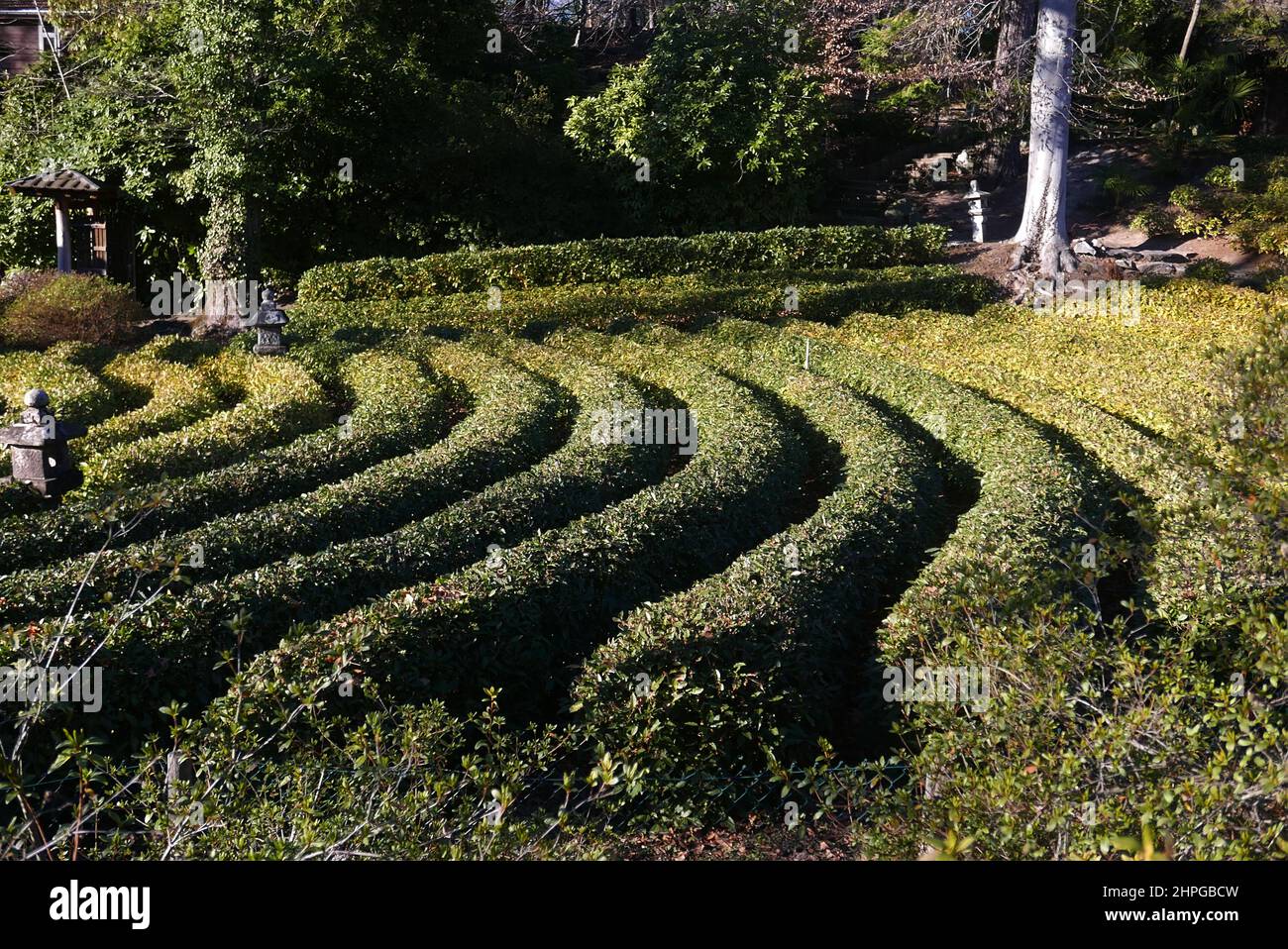 Tea garden, rows of Camellia sinensis plants Stock Photo - Alamy