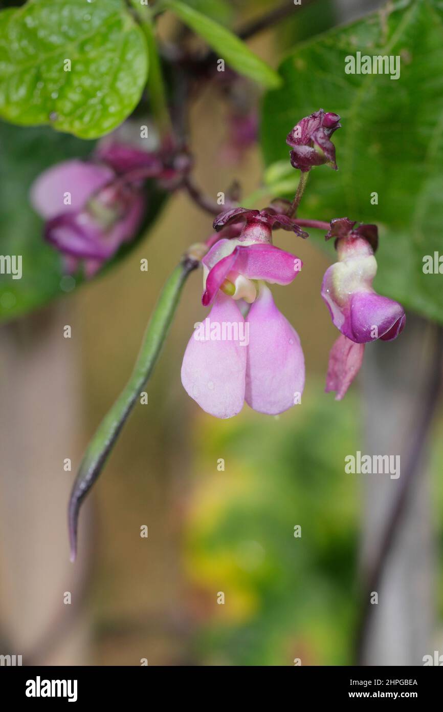 Violet podded beans hi-res stock photography and images - Alamy