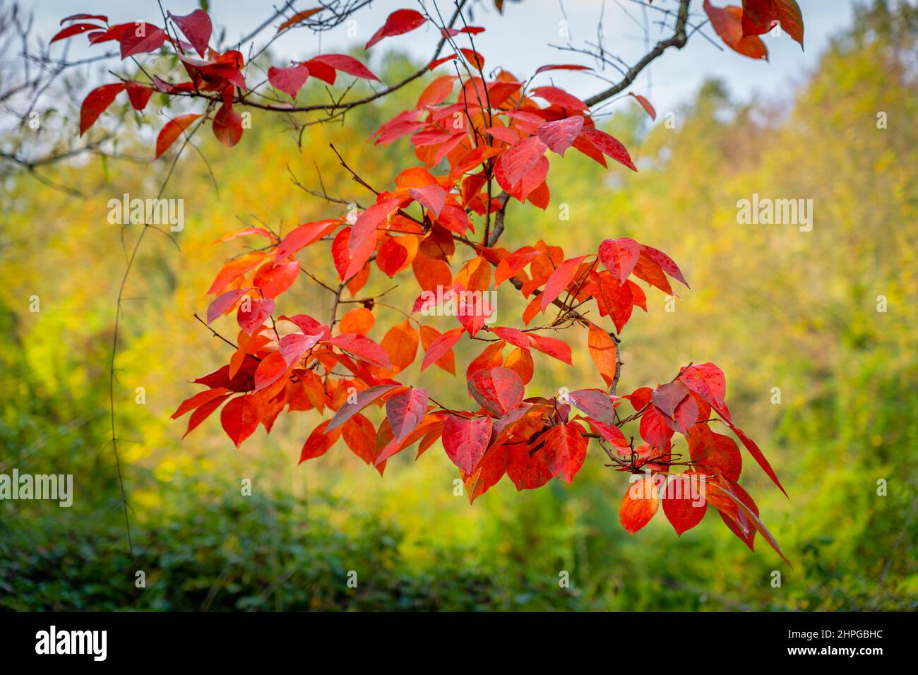 Autumn leaves of a persimmon tree Stock Photo - Alamy