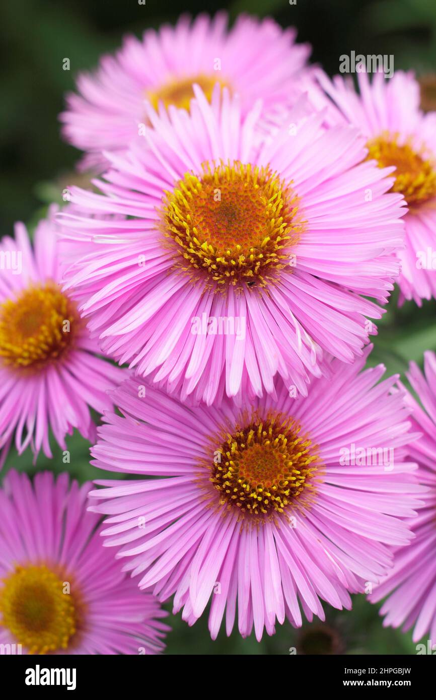 Symphyotrichum novae-angliae 'Barr's Pink' New England aster flowering ...