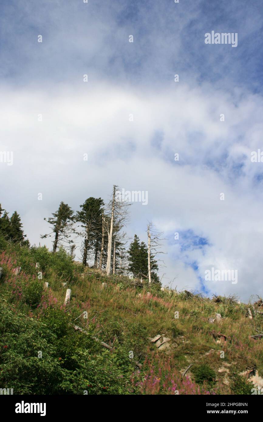 Arbre de colline hi-res stock photography and images - Alamy