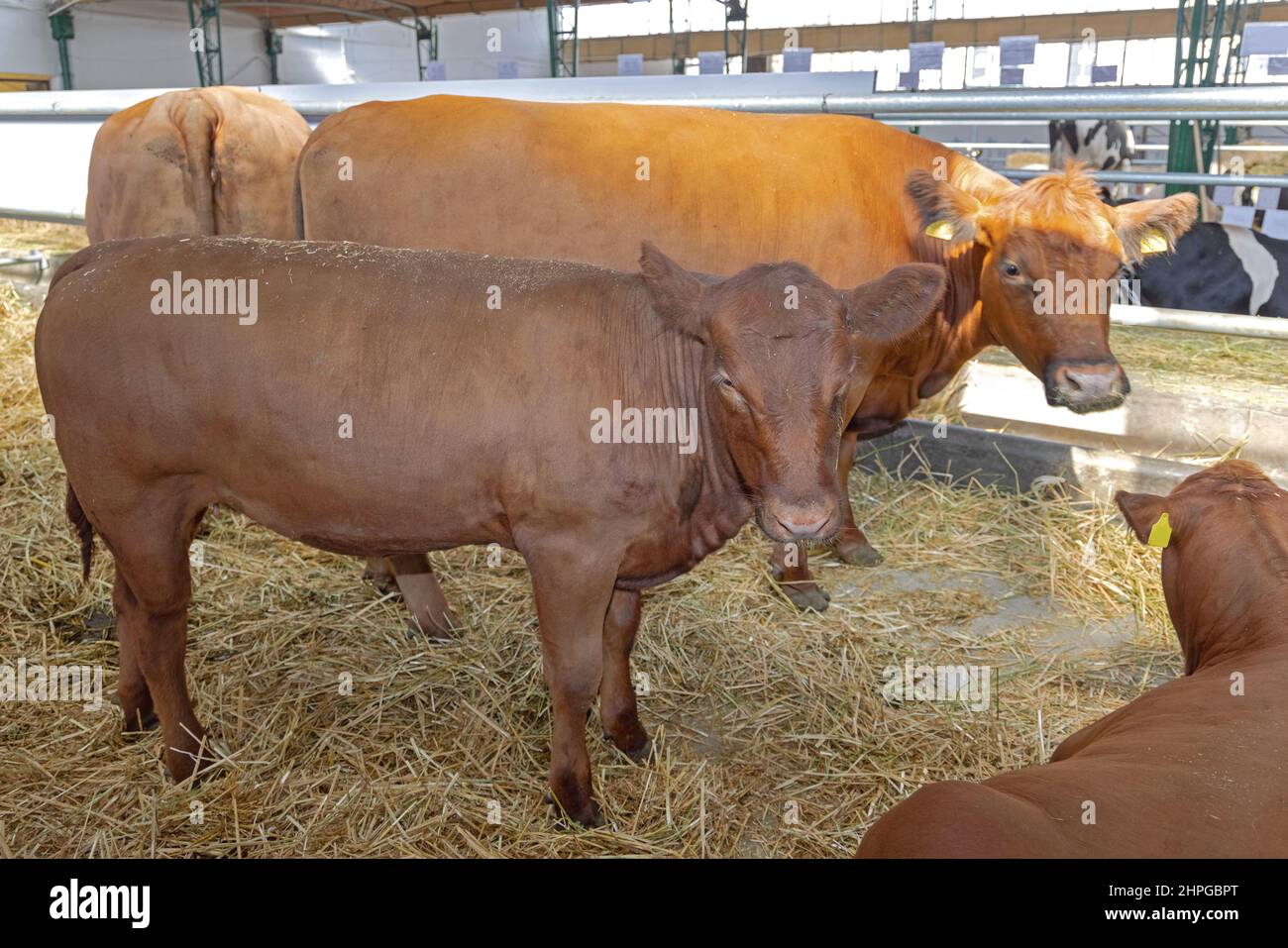 Brown Cows in Barn at Animal Farm Stock Photo - Alamy