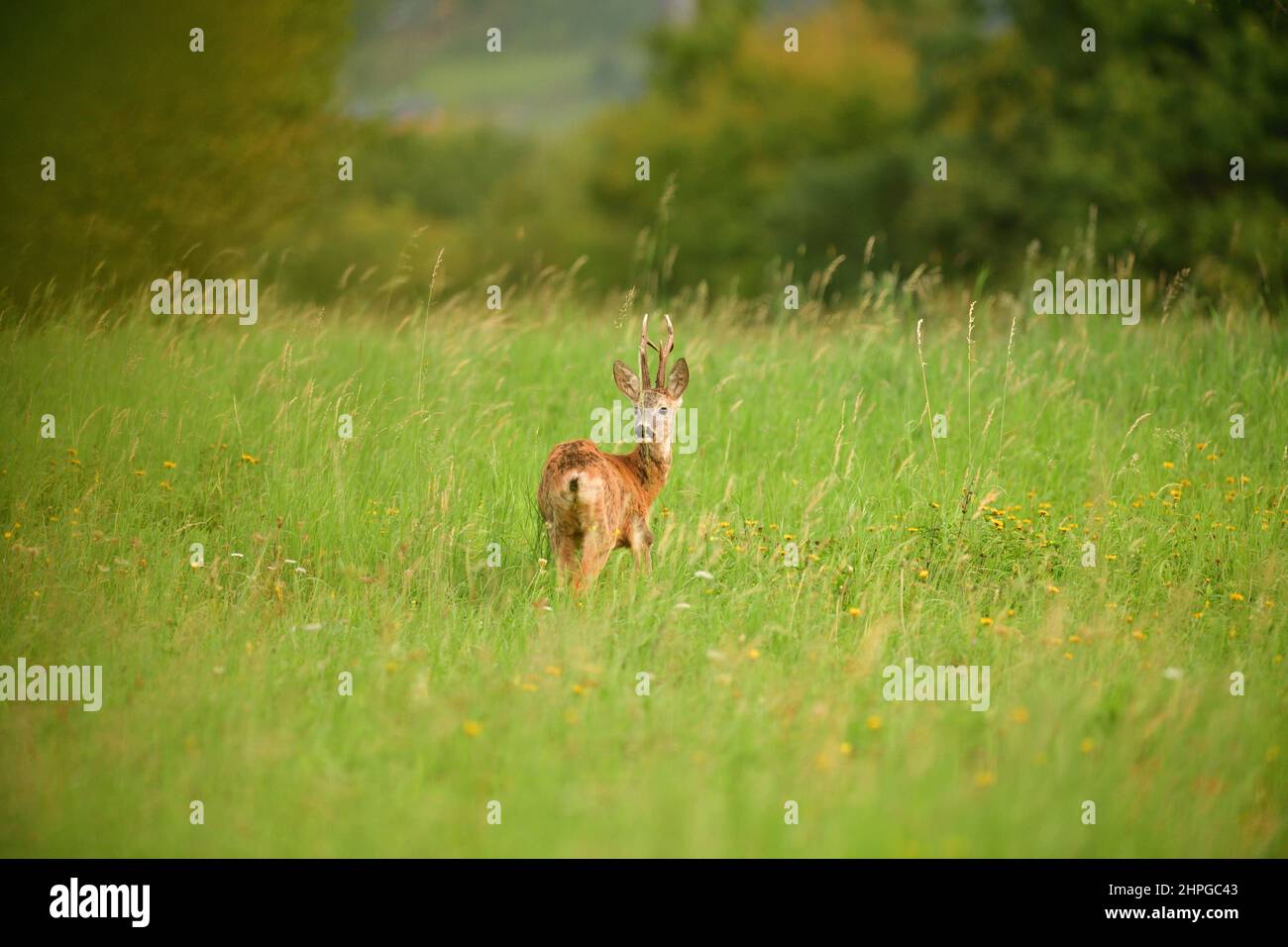 Portrait of roe deer with antlers on the meadow in rut season Stock ...