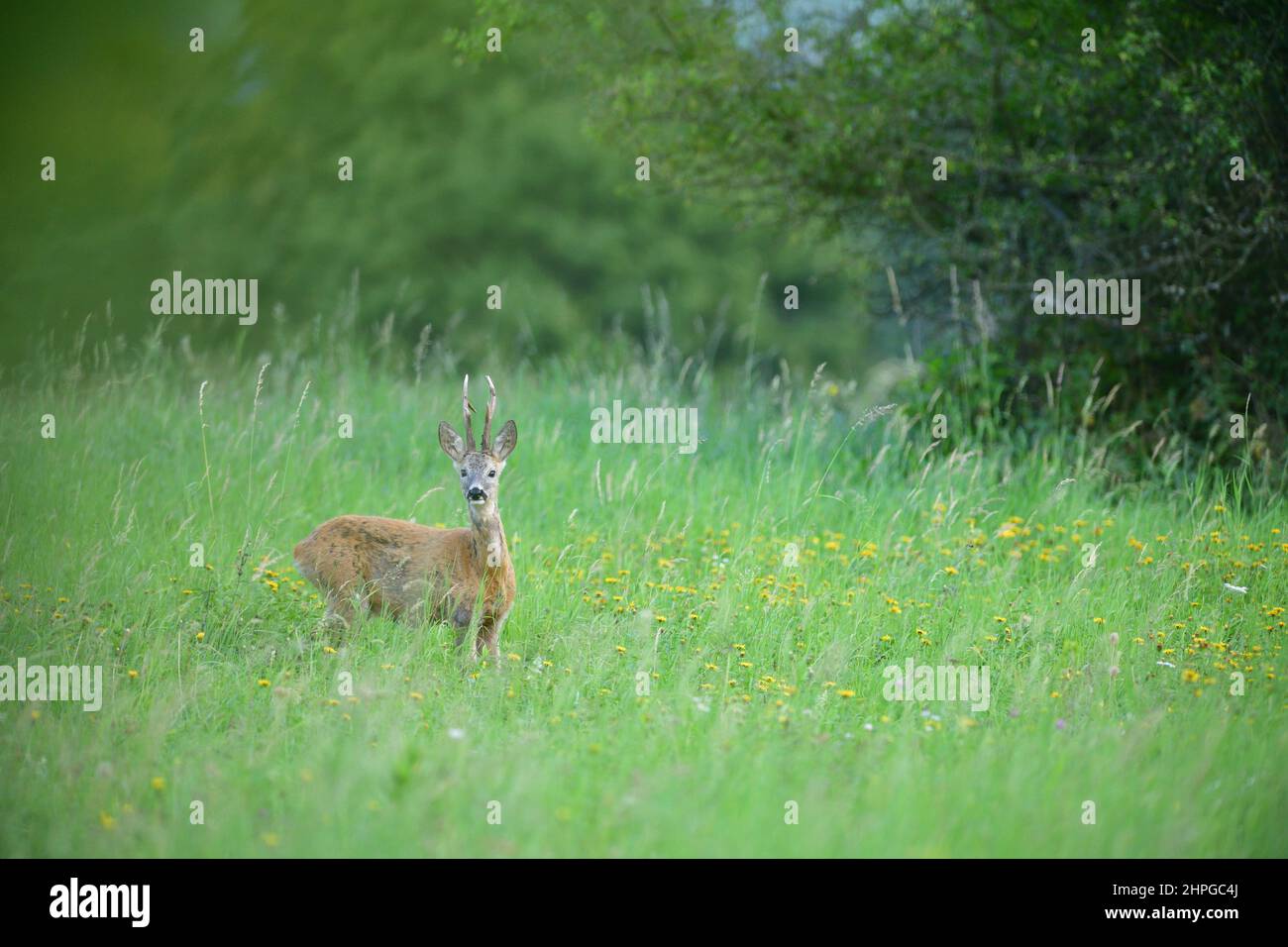 Portrait of roe deer with antlers on the meadow in rut season Stock ...