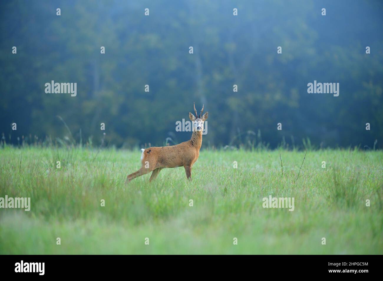 Portrait of roe deer with antlers on the meadow in rut season Stock ...