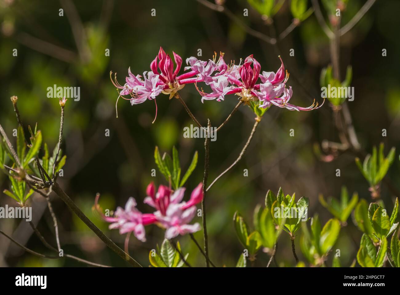 A bright pink and magenta color wild azalea in bloom with emerging ...