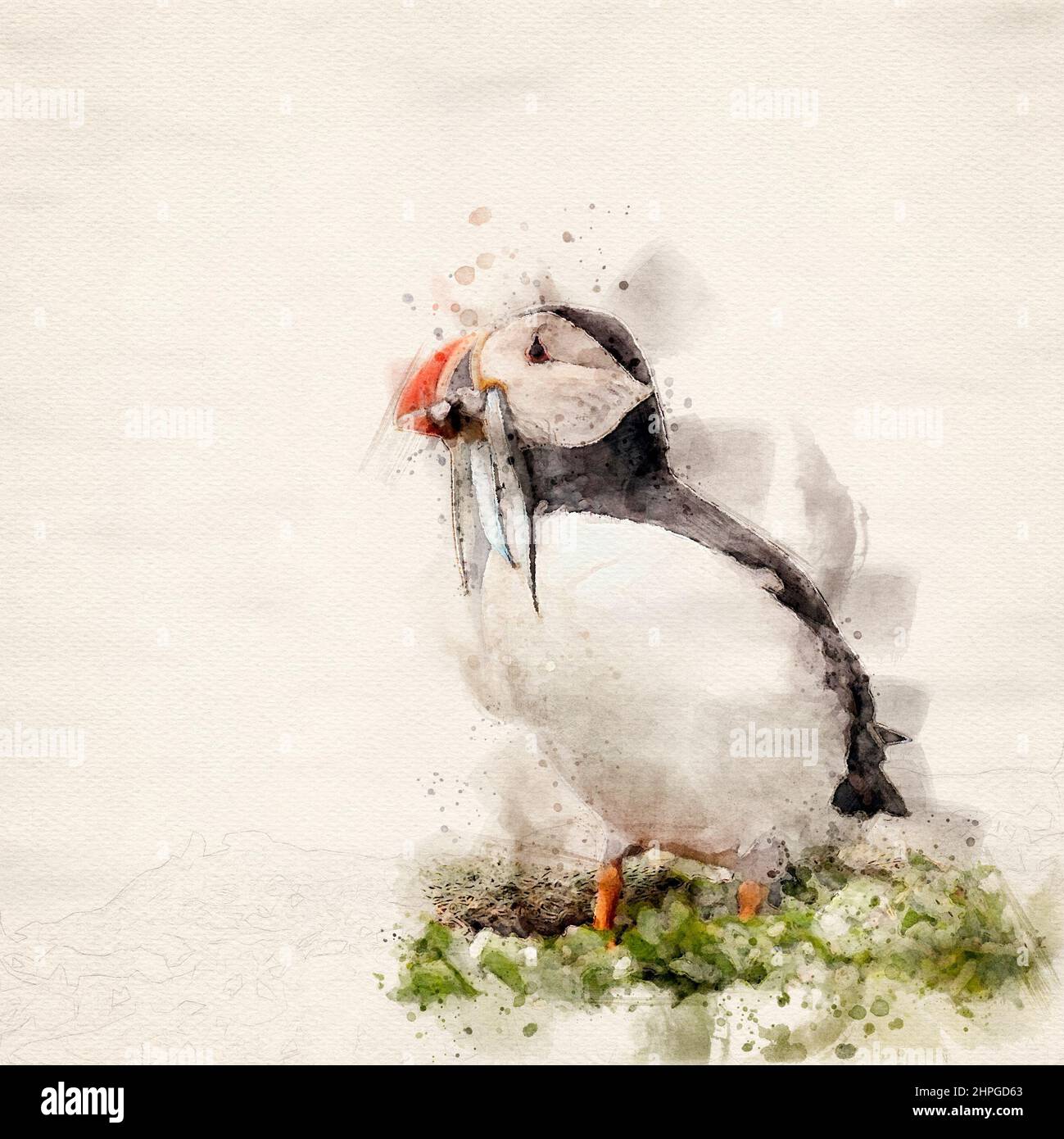 Digital puffin art hi-res stock photography and images - Alamy