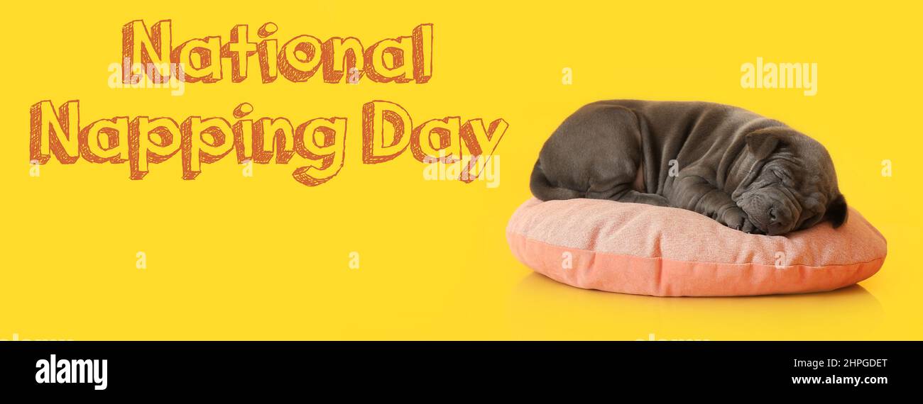 Cute funny puppy sleeping on soft pillow against yellow background ...