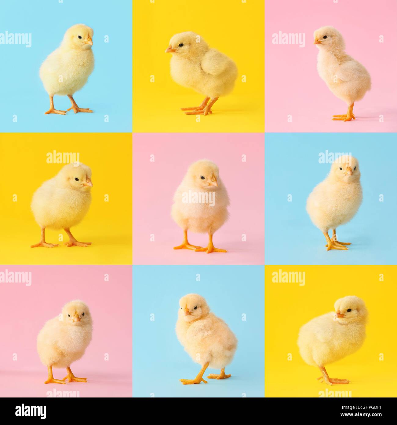 Collage with many cute chicks on colorful background Stock Photo - Alamy