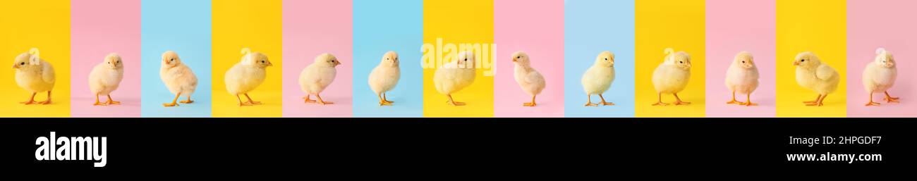 Collage with many cute chicks on colorful background Stock Photo - Alamy