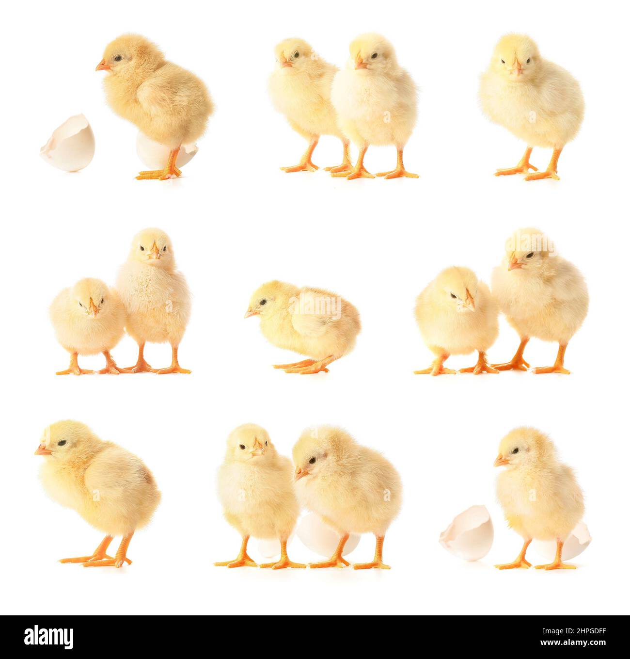 Many cute chicks isolated on white Stock Photo - Alamy