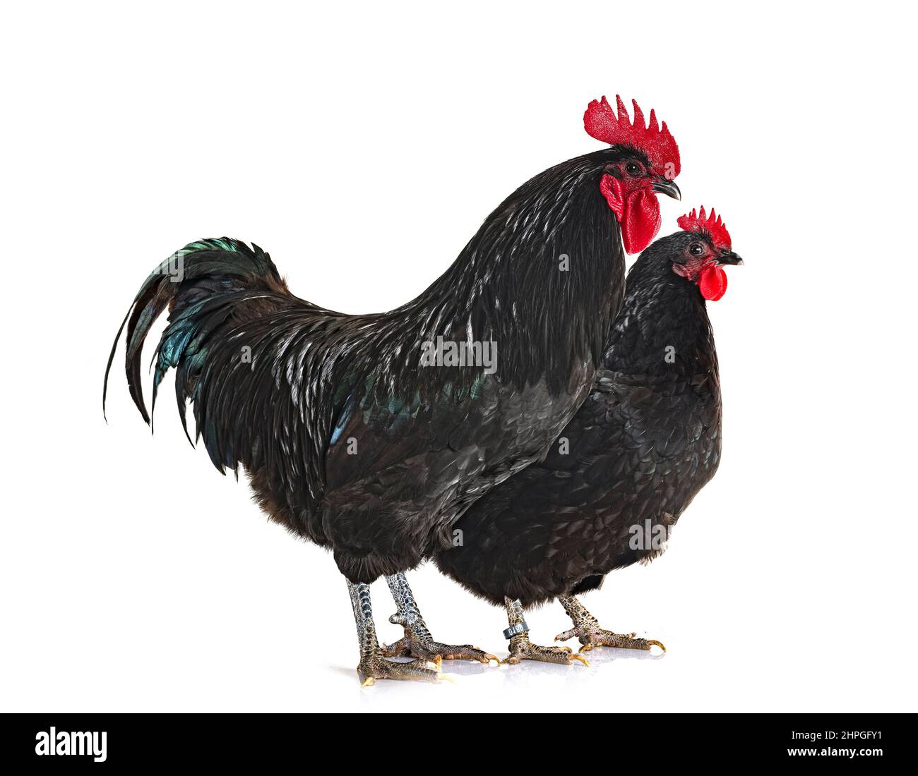 Geline hi-res stock photography and images - Alamy