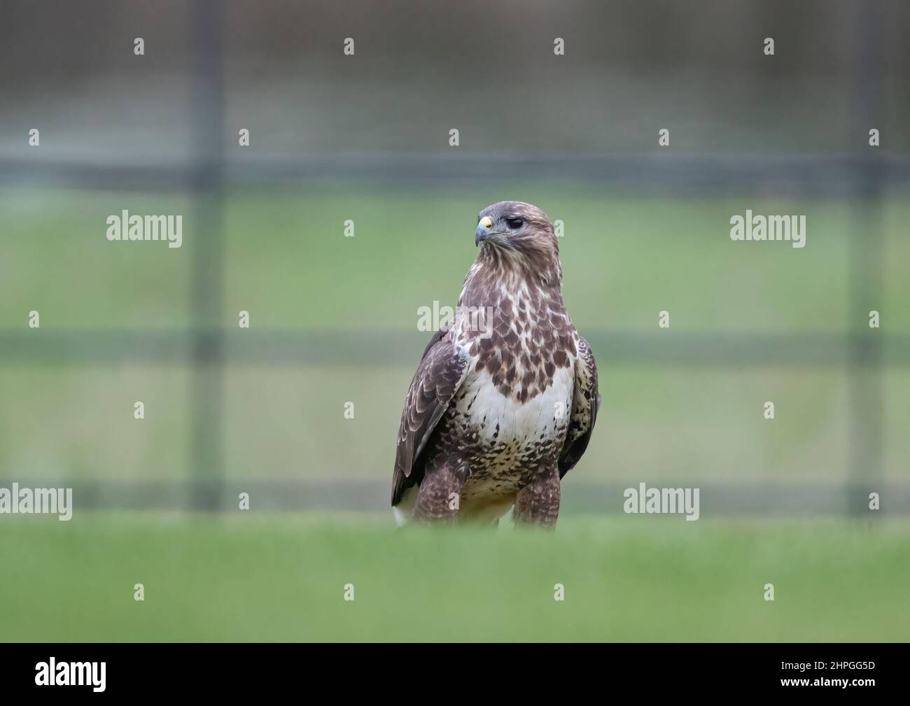 Buzzard feather hi-res stock photography and images - Alamy