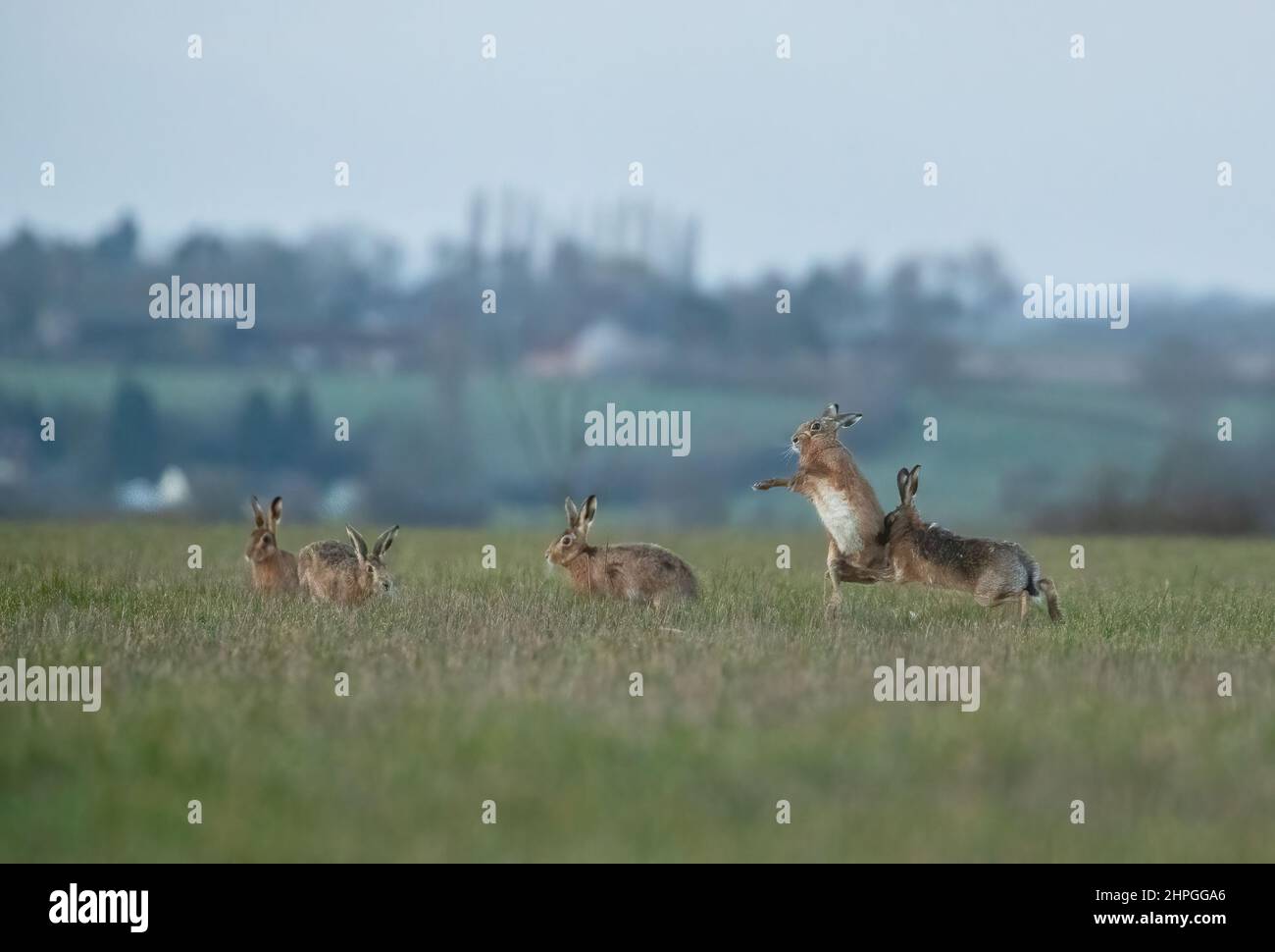 Five Brown Hares, Cahsing and playing , trying to get the attention of ...
