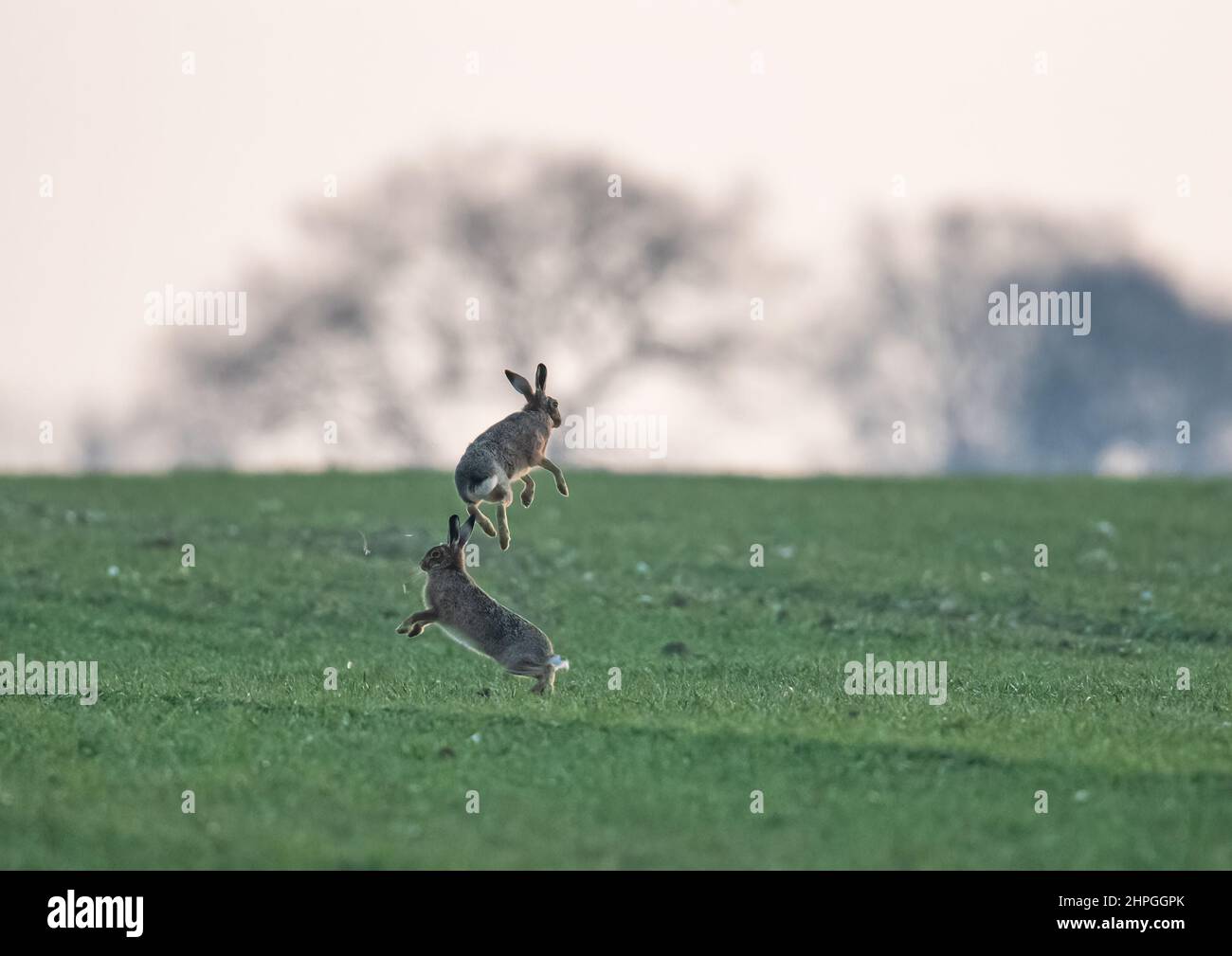 Flying Hares .Mad March leaping behaviour from a pair of Brown Hares ...