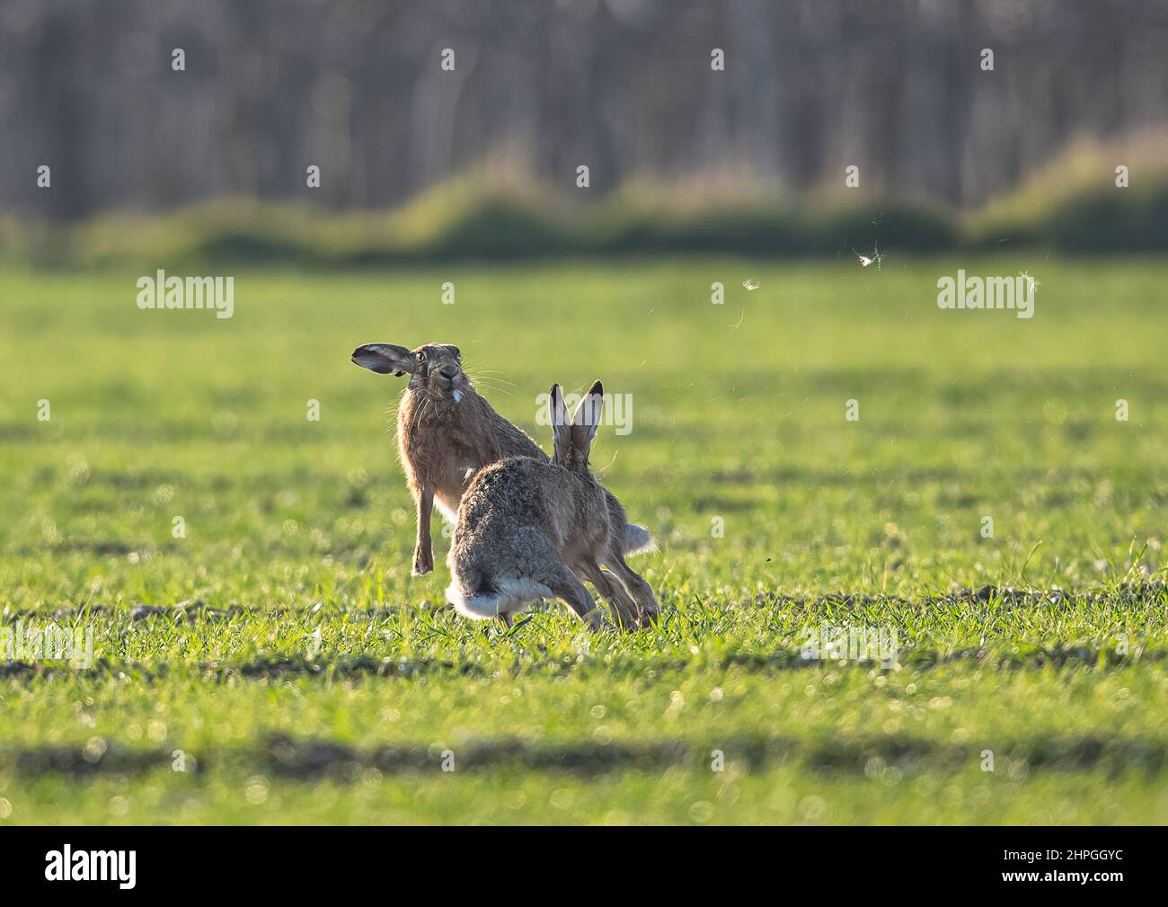 A pair of Brown Hares showing the violent courtship behaviour , dodging ...
