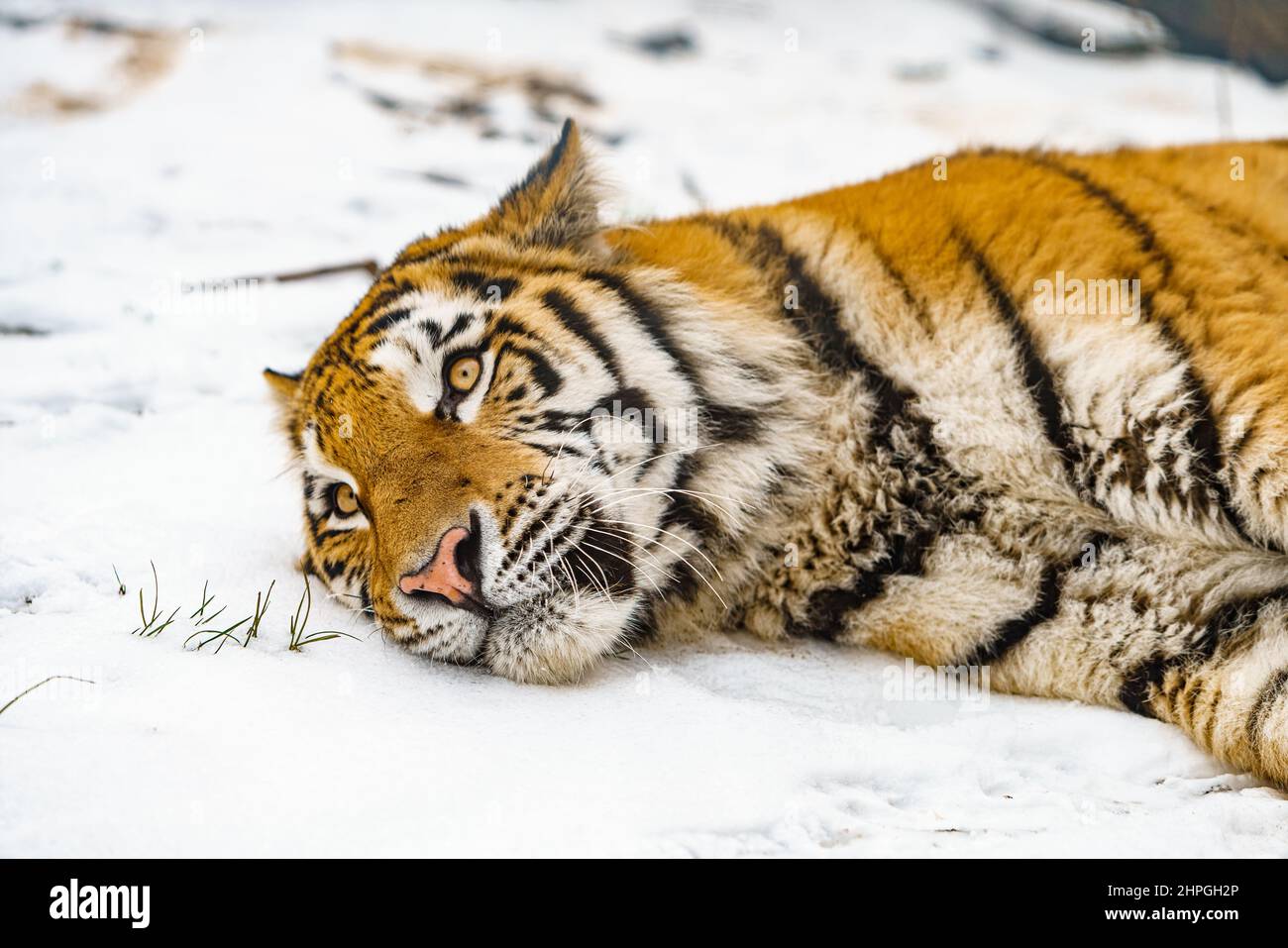 Tiger lying in the snow. Beautiful wild siberian tiger on snow Stock ...