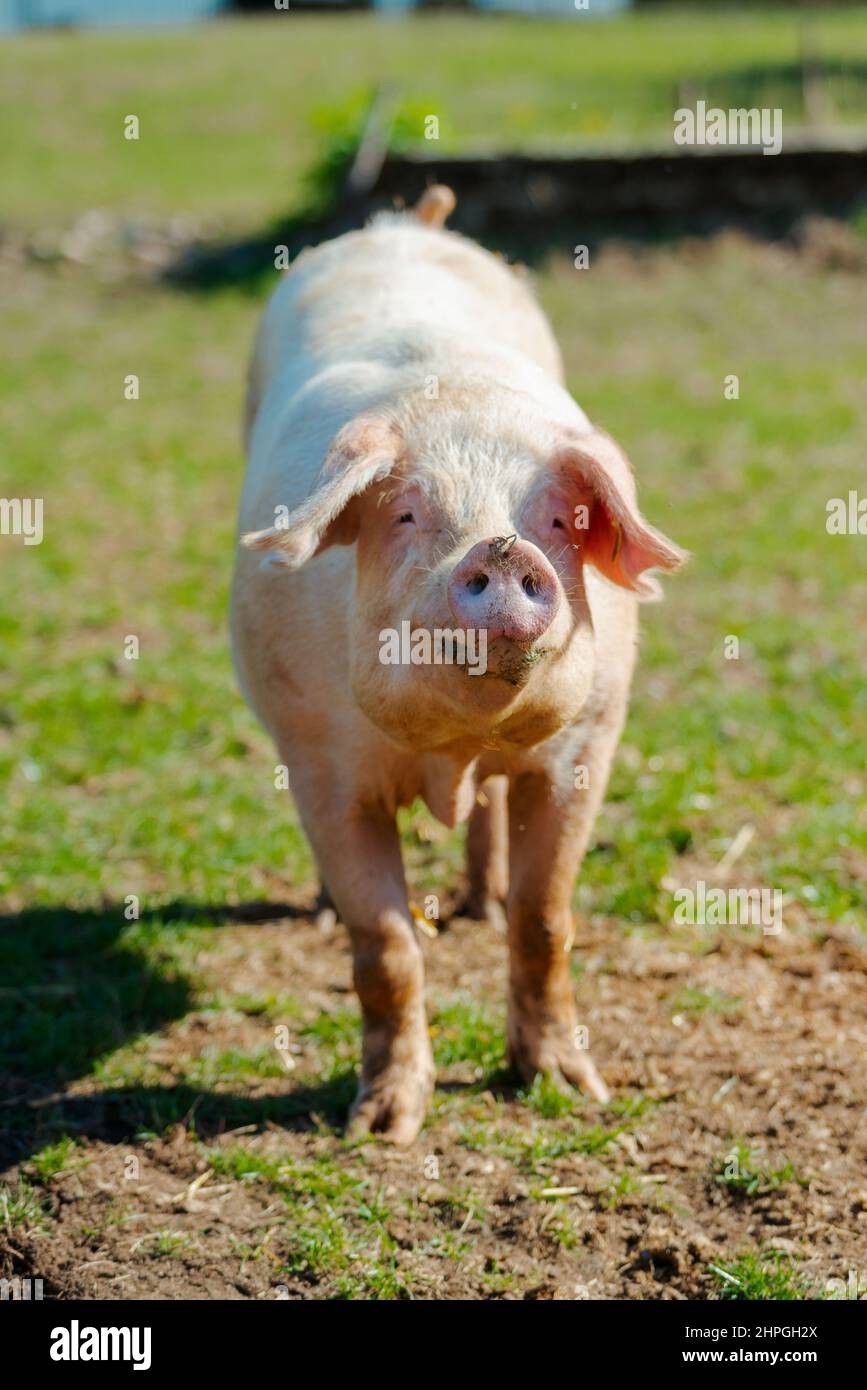Pigs in field. Healthy pig on meadow Stock Photo - Alamy