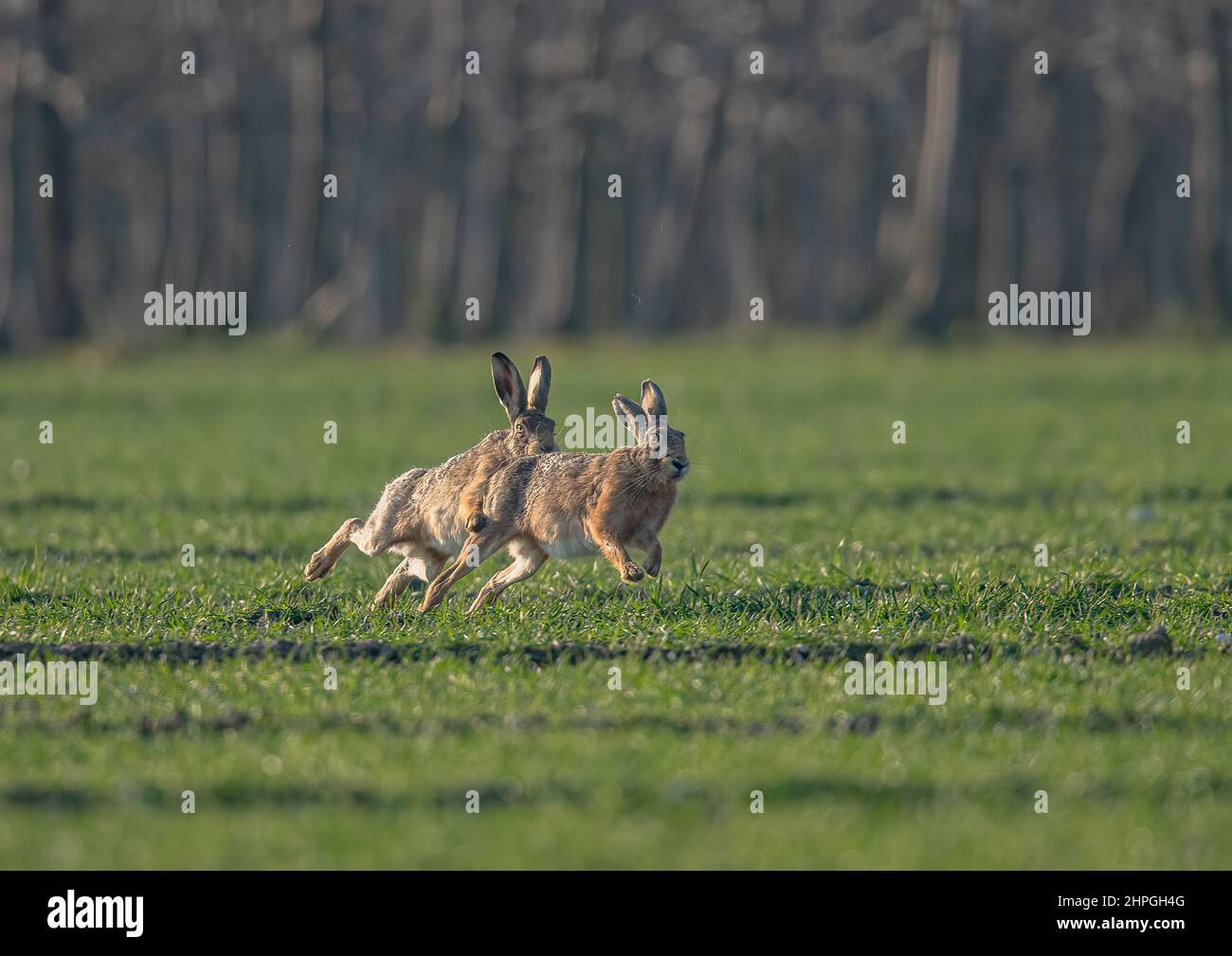 The Chase. A pair of Brown Hares, the male fired up with passion ...