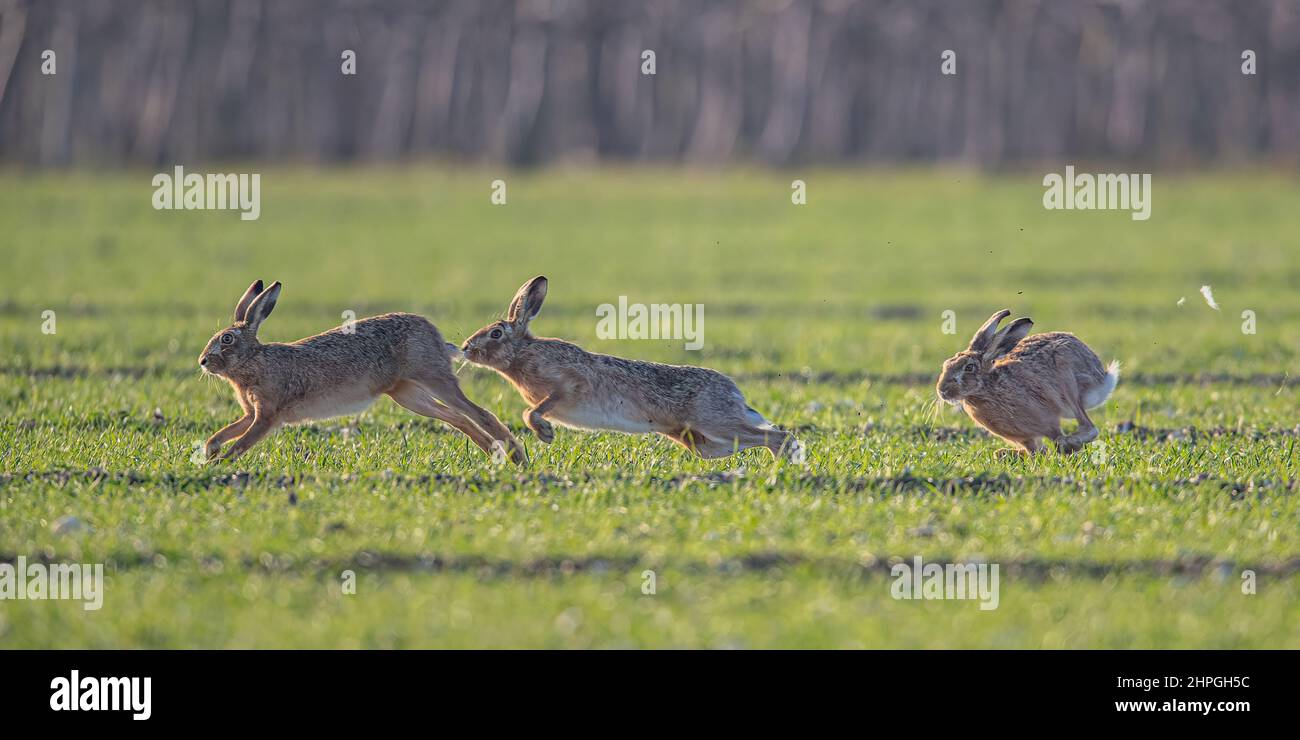 Three Brown hares, males battiling it out for the attention of the ...