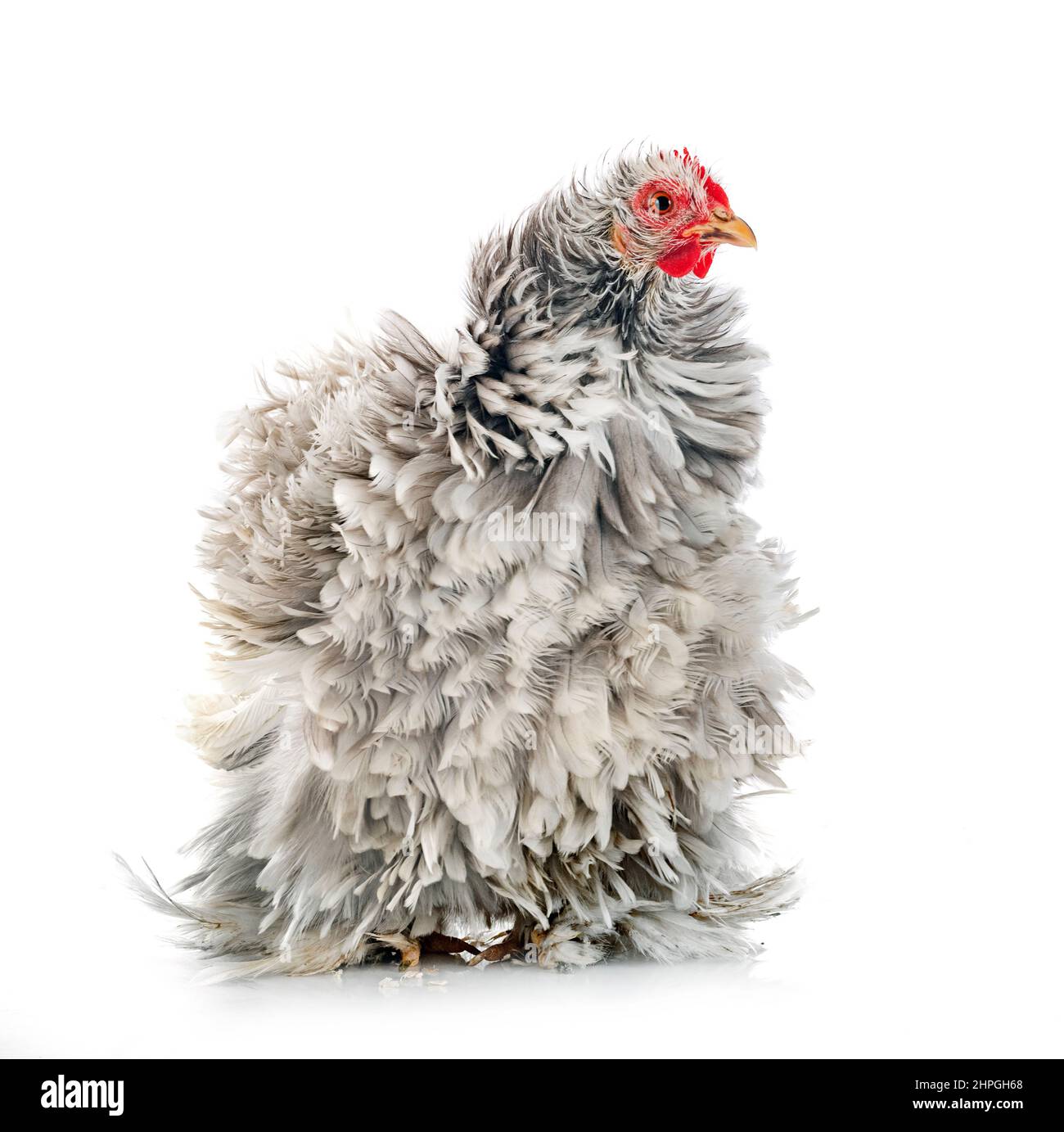 Pekin Bantam in front of white background Stock Photo - Alamy