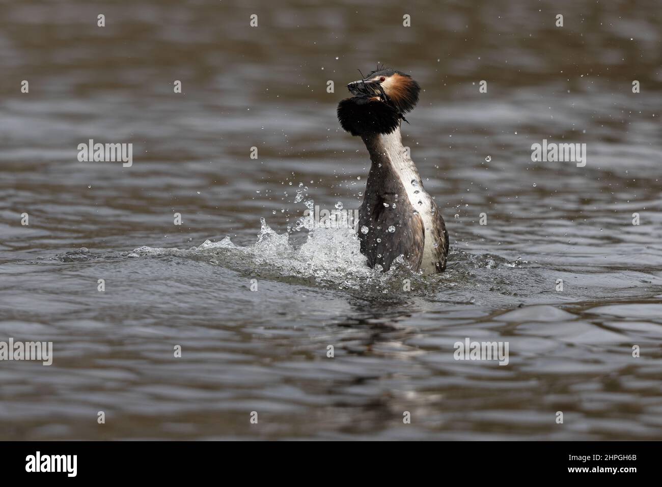 Great Crested Grebe (Podiceps cristatus) pair weed dancing Norfolk UK ...