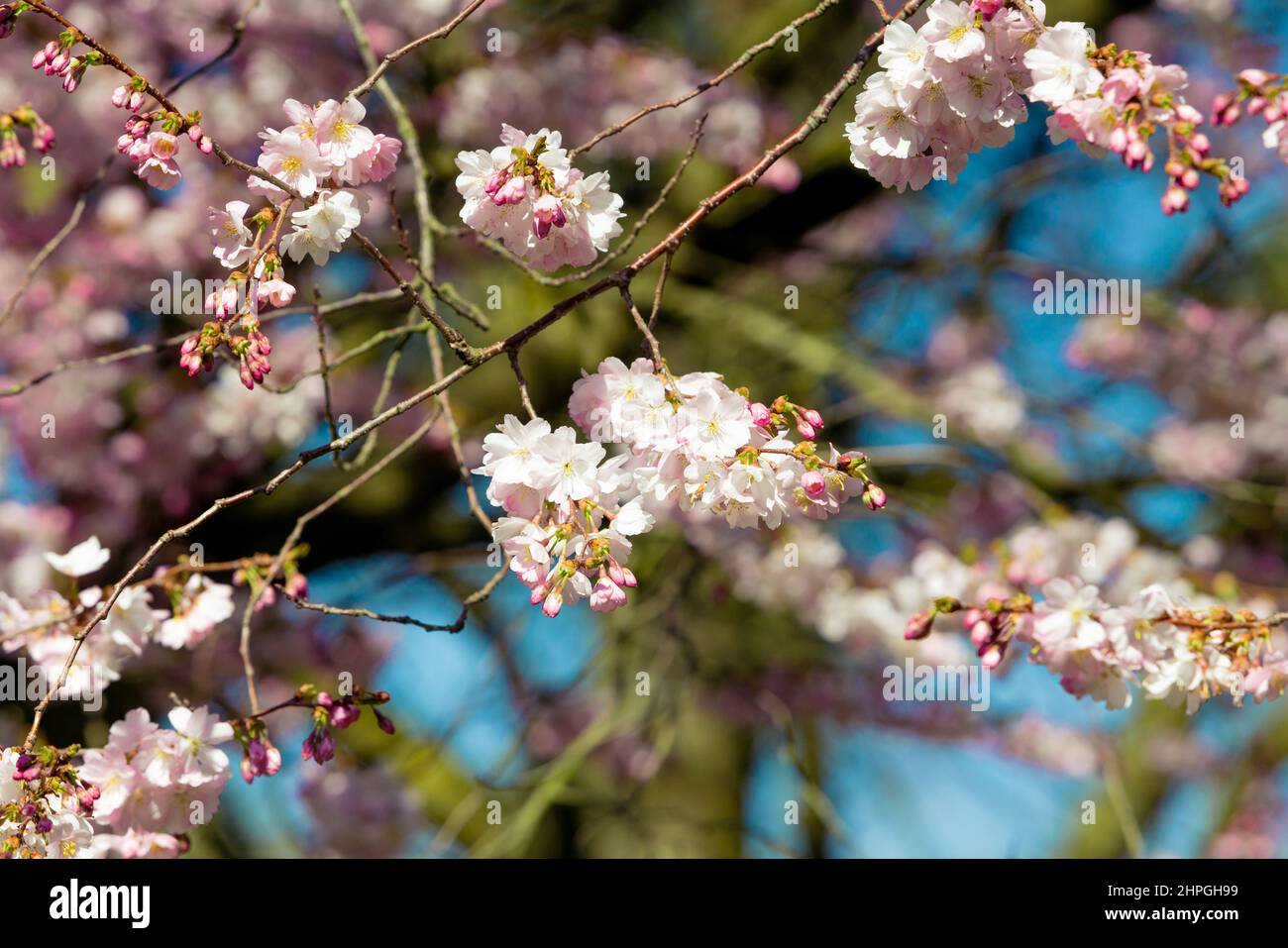Spring Cherry blossoms, pink flowers Stock Photo - Alamy