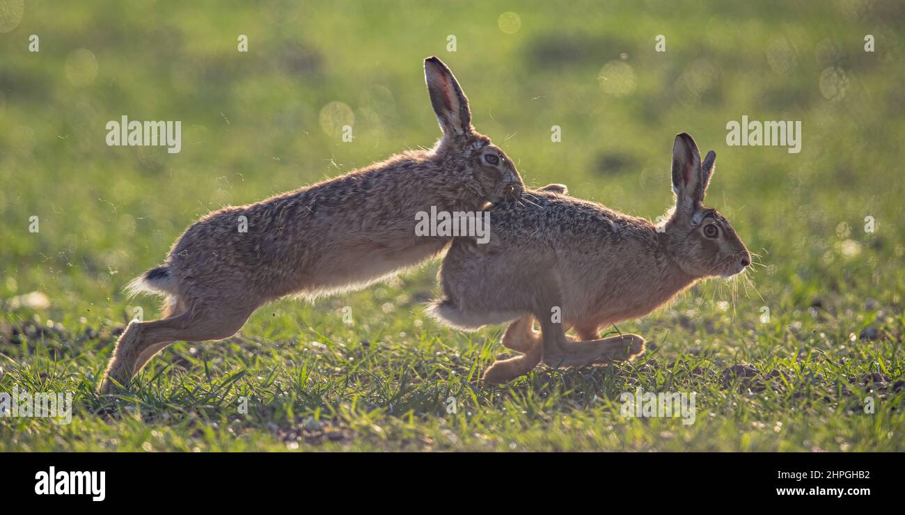A pair of Brown Hares showing the violent courtship behaviour , biting ...