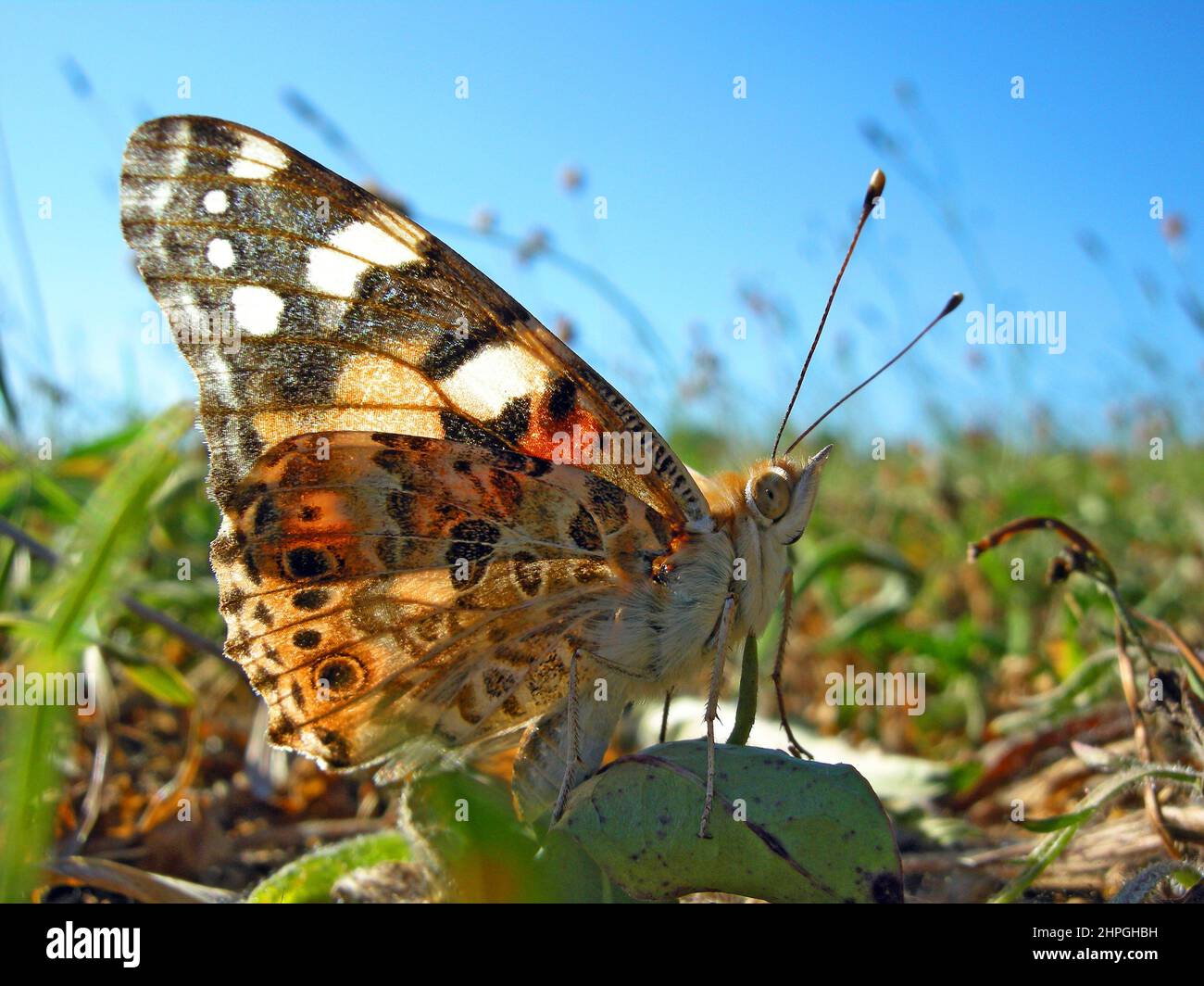 Insects side view hi-res stock photography and images - Alamy