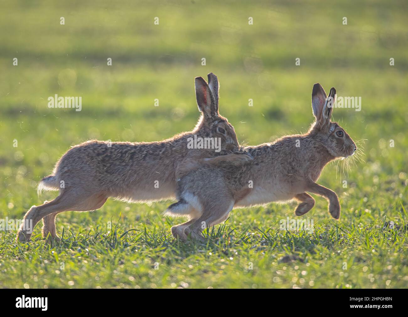Violent behaviour hi-res stock photography and images - Alamy