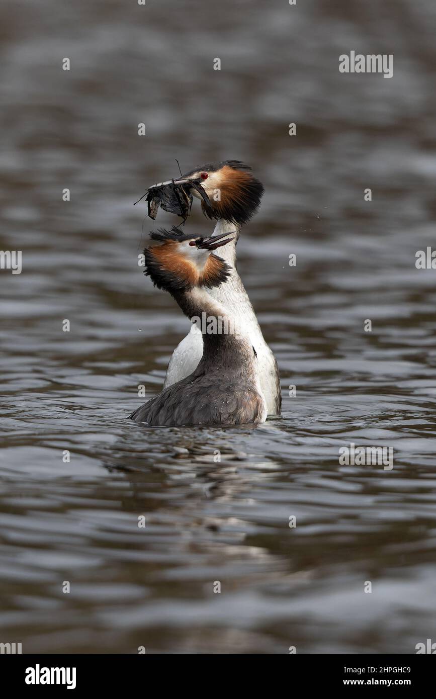 Great Crested Grebe (Podiceps cristatus) pair weed dancing Norfolk UK ...