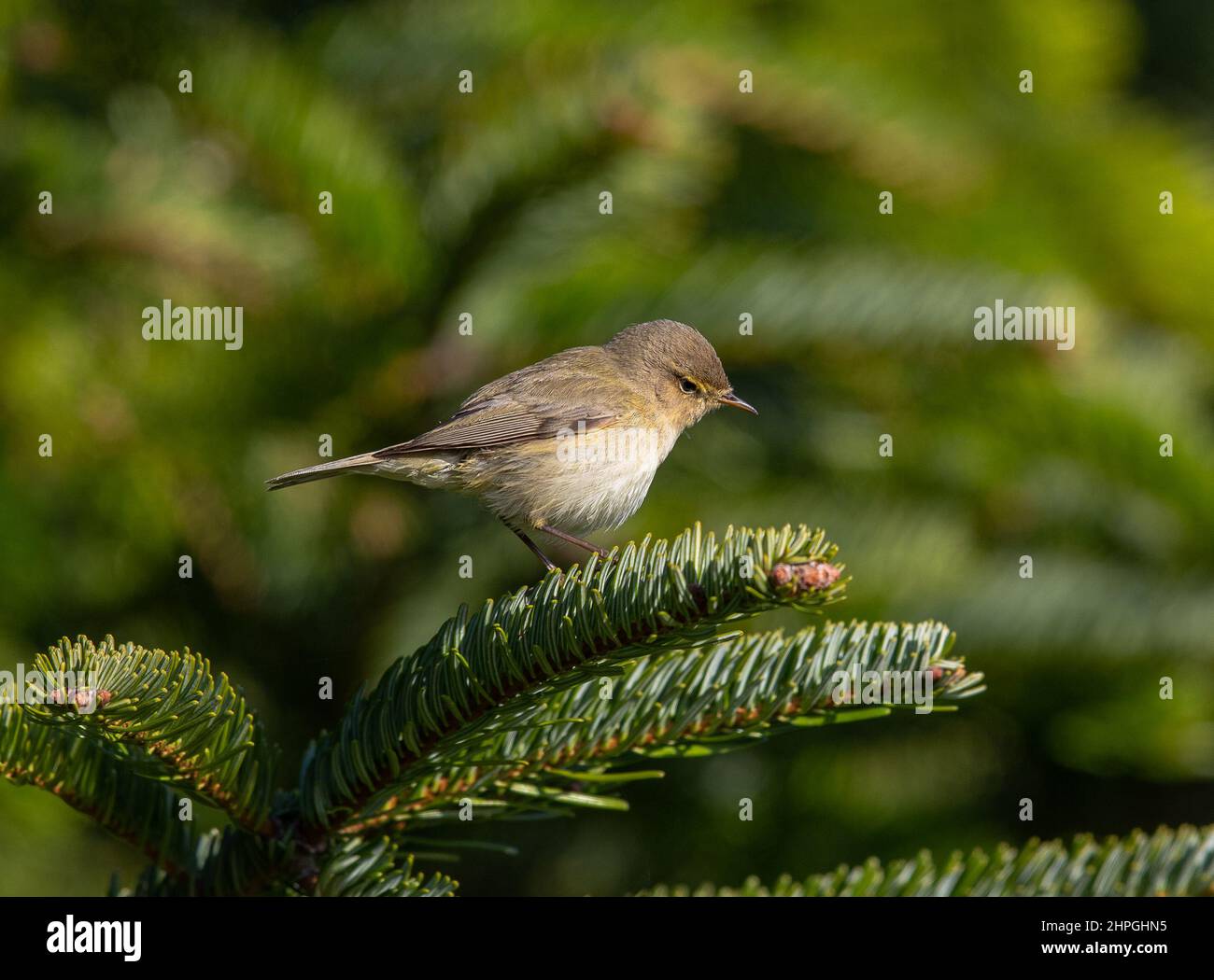A common Chiffchaff perched on a Christmas tree. Suffolk, UK Stock ...