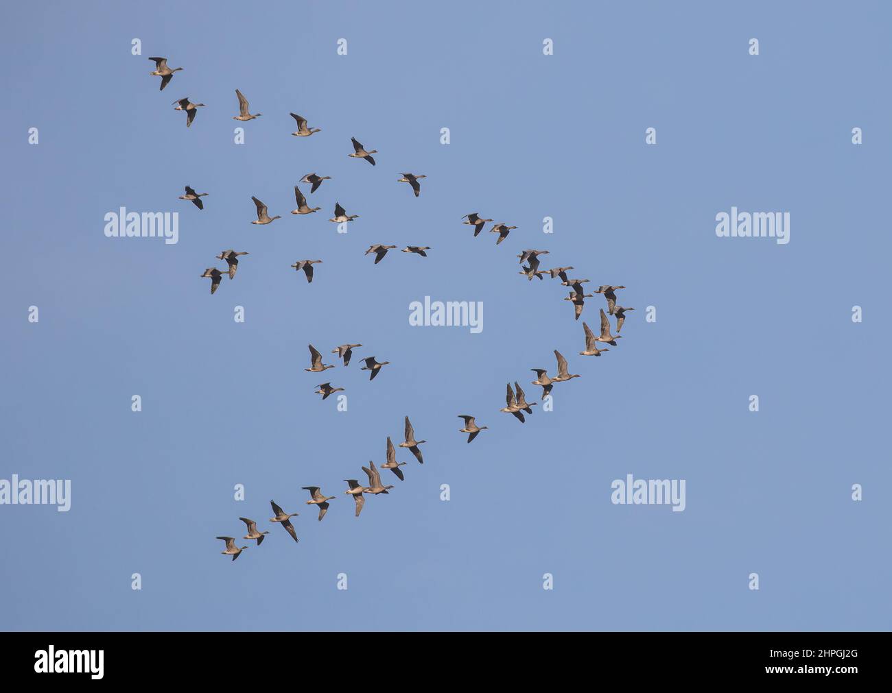 A flock of dark bellied Brent Geese flying in formation over the North ...