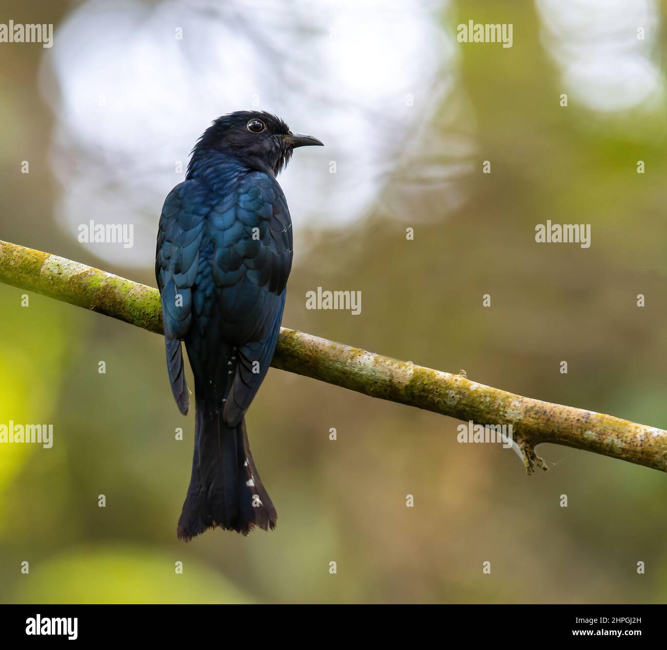 Drongo in flight hi-res stock photography and images - Alamy