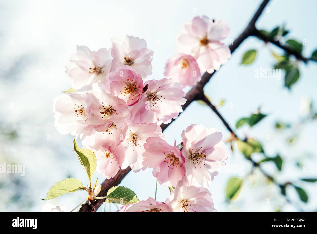 Pink flowers of sakura cherry blossoms spring Easter background Stock ...