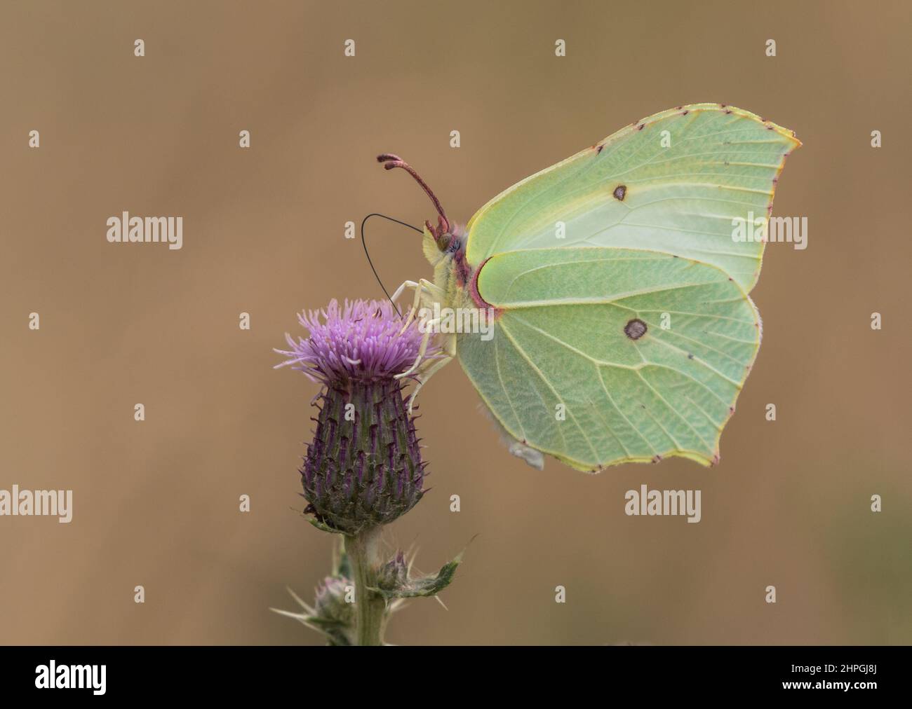 Butterfly proboscis hi-res stock photography and images - Alamy